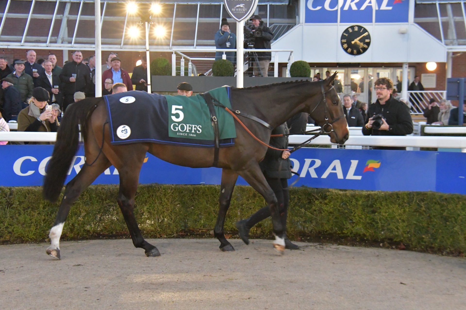 Baron Du Brizais sells for £90,000 to Ben Pauling - GB Pointing