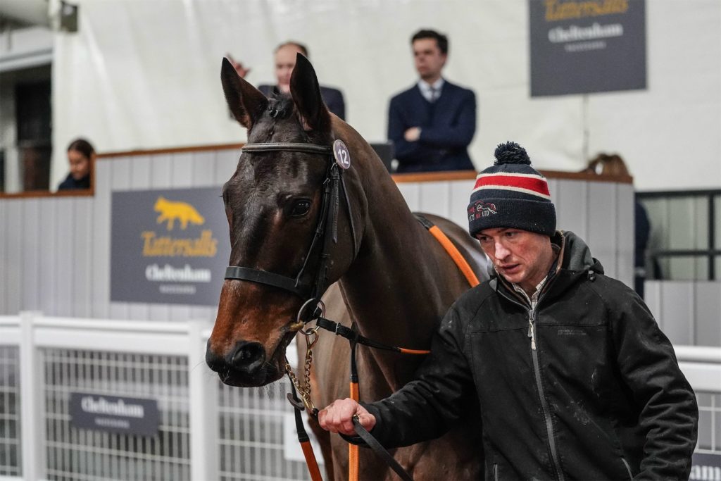 Jolie Joue sells for £60,000 at Tattersalls Cheltenham - GB Pointing