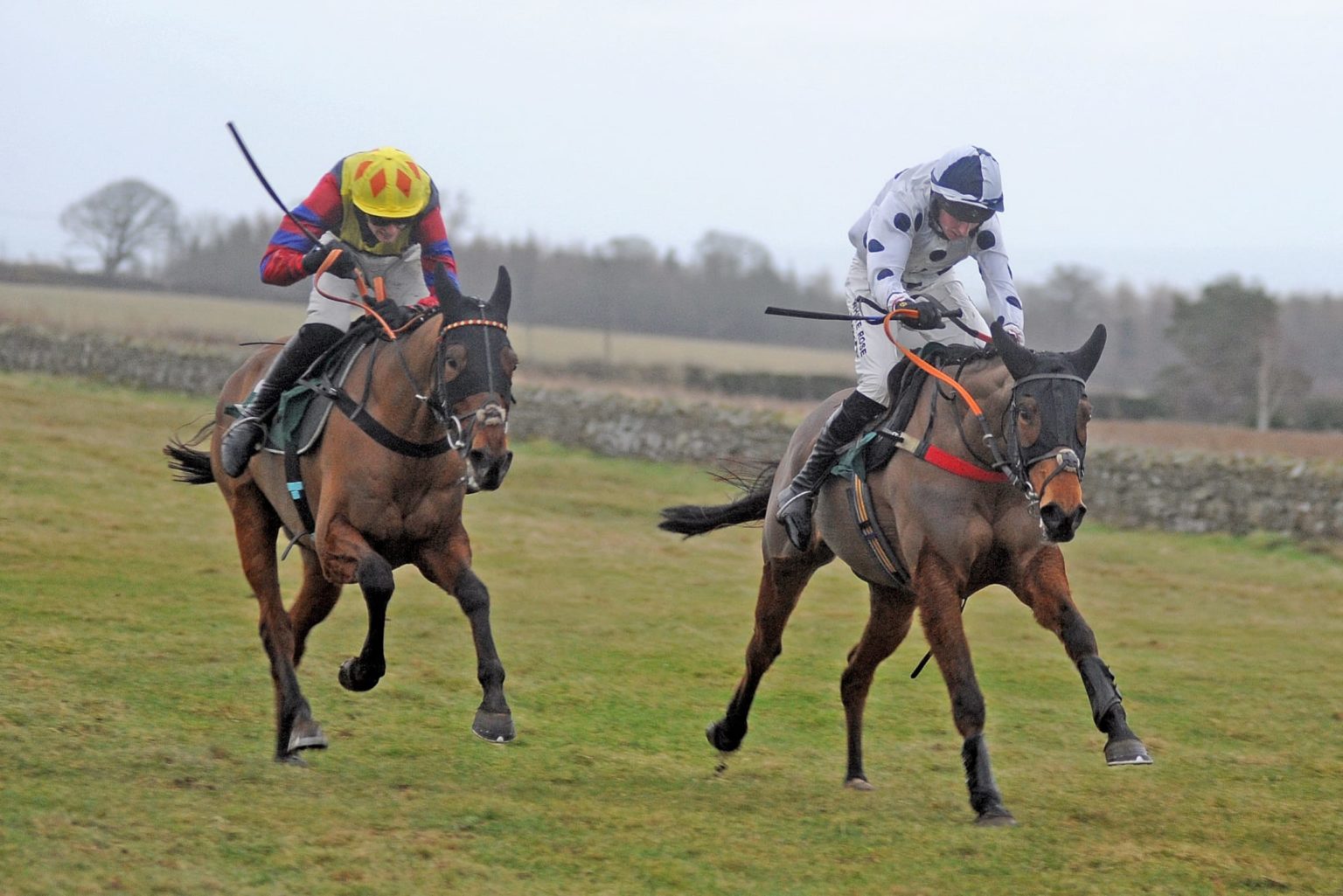 PREVIEW - PERCY (SUNDAY 25TH JANUARY) - GB Pointing