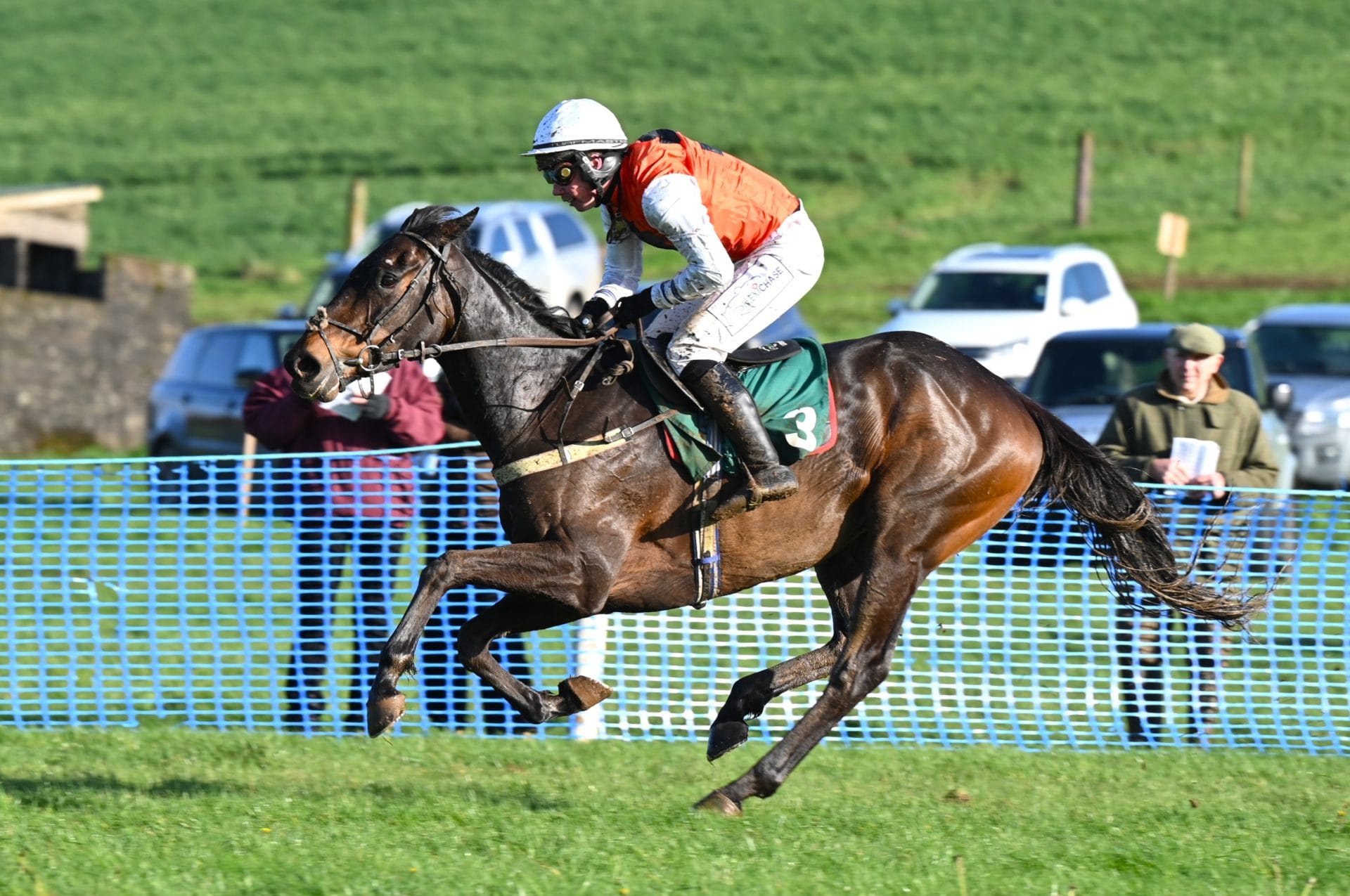 Quartet of British pointers at Tattersalls Cheltenham’s April Sale - GB ...