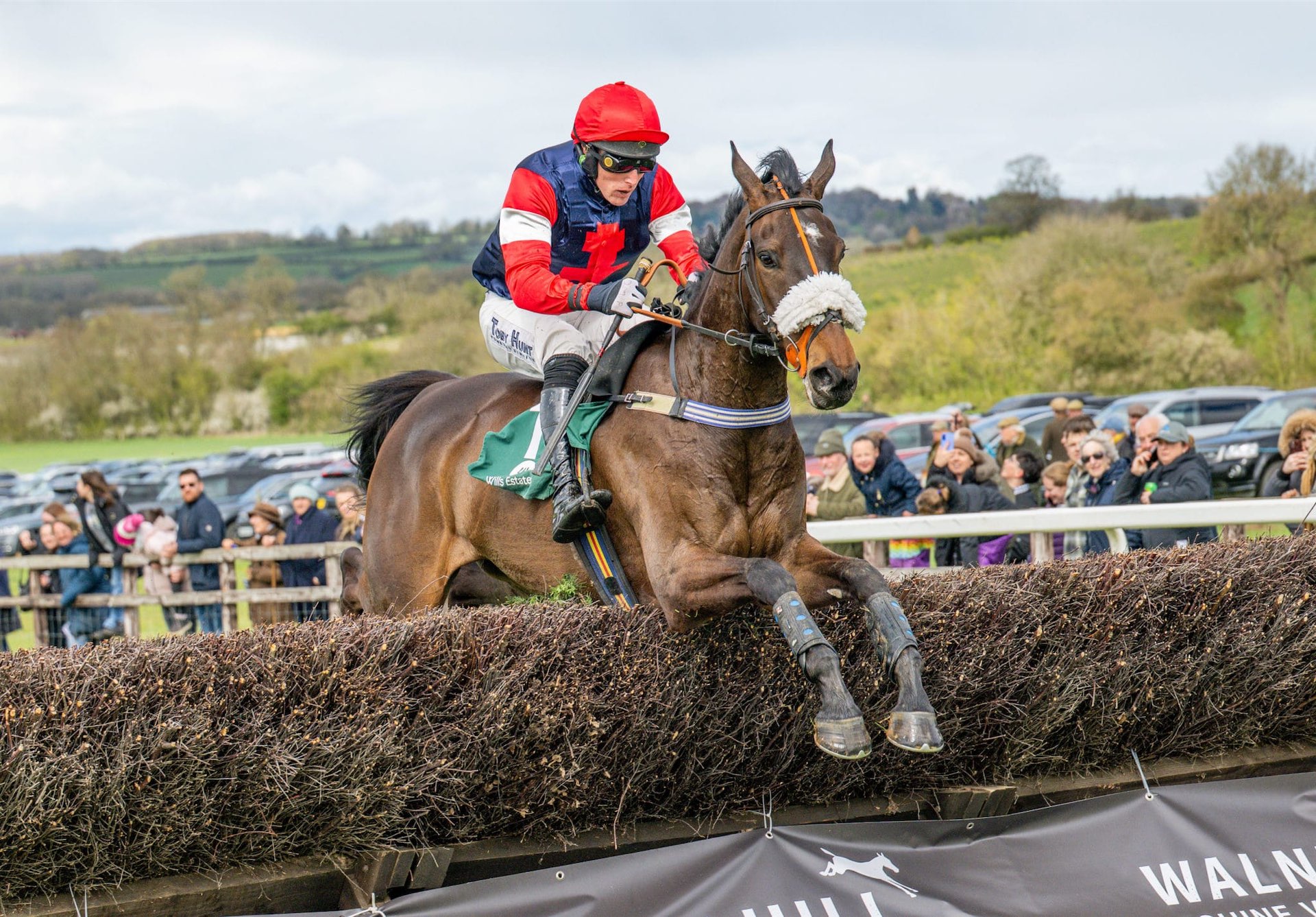 Quartet of British pointers at Tattersalls Cheltenham’s April Sale - GB ...